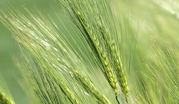 Ben's Prostate Power | Men's Health | Ben's Natural Health